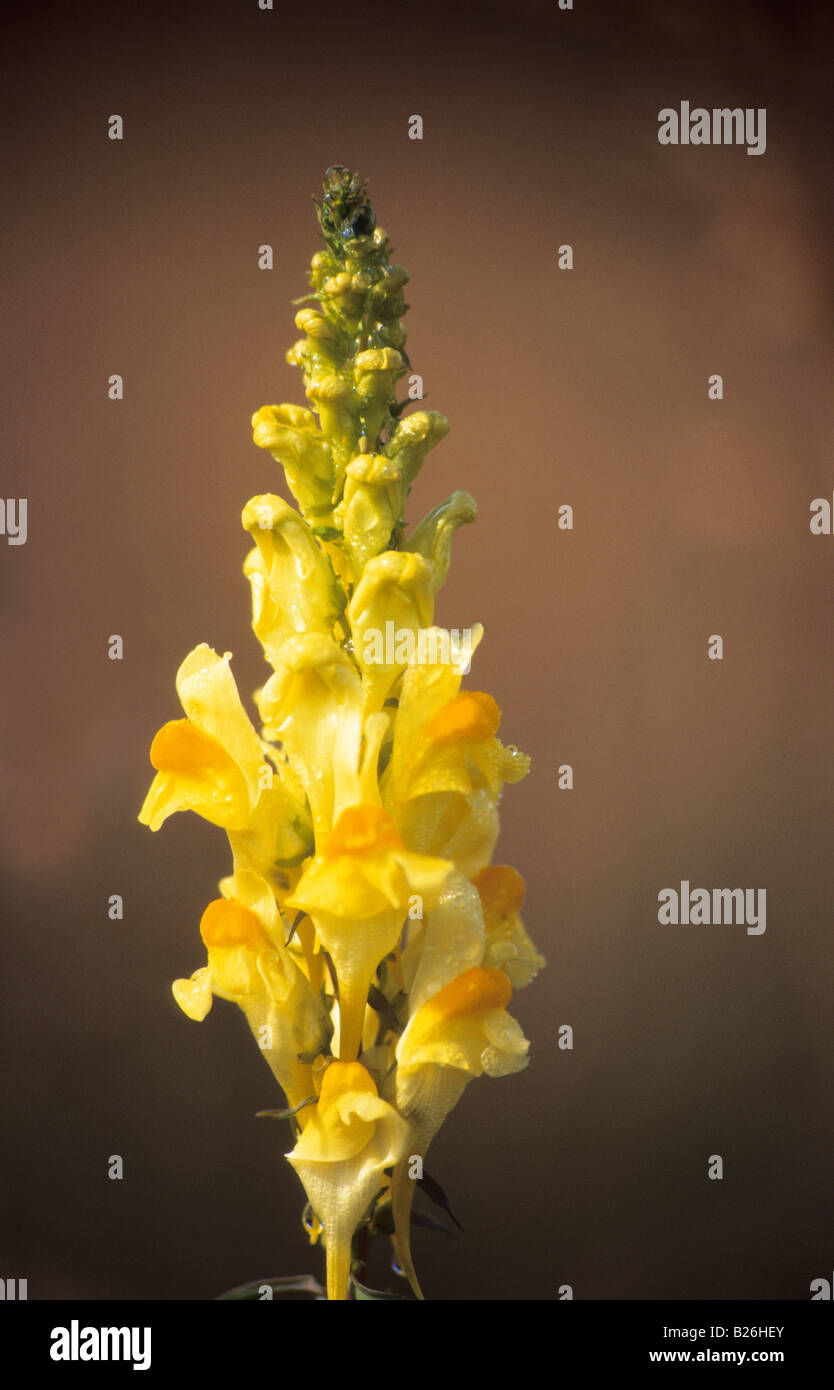 common toadflax Linaria vulgaris Stock Photo - Alamy