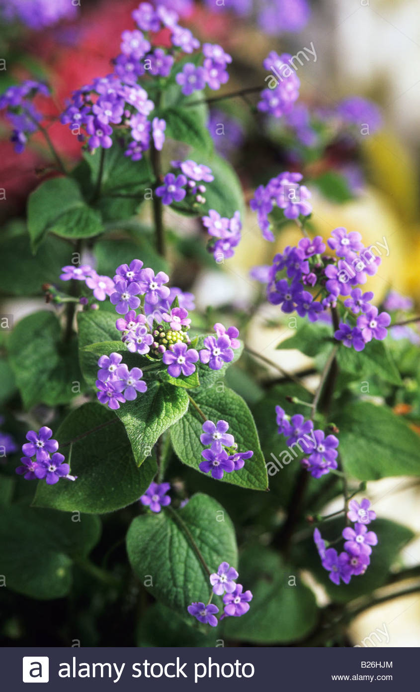 Brunnera Garden Border Stock Photos & Brunnera Garden Border Stock ...