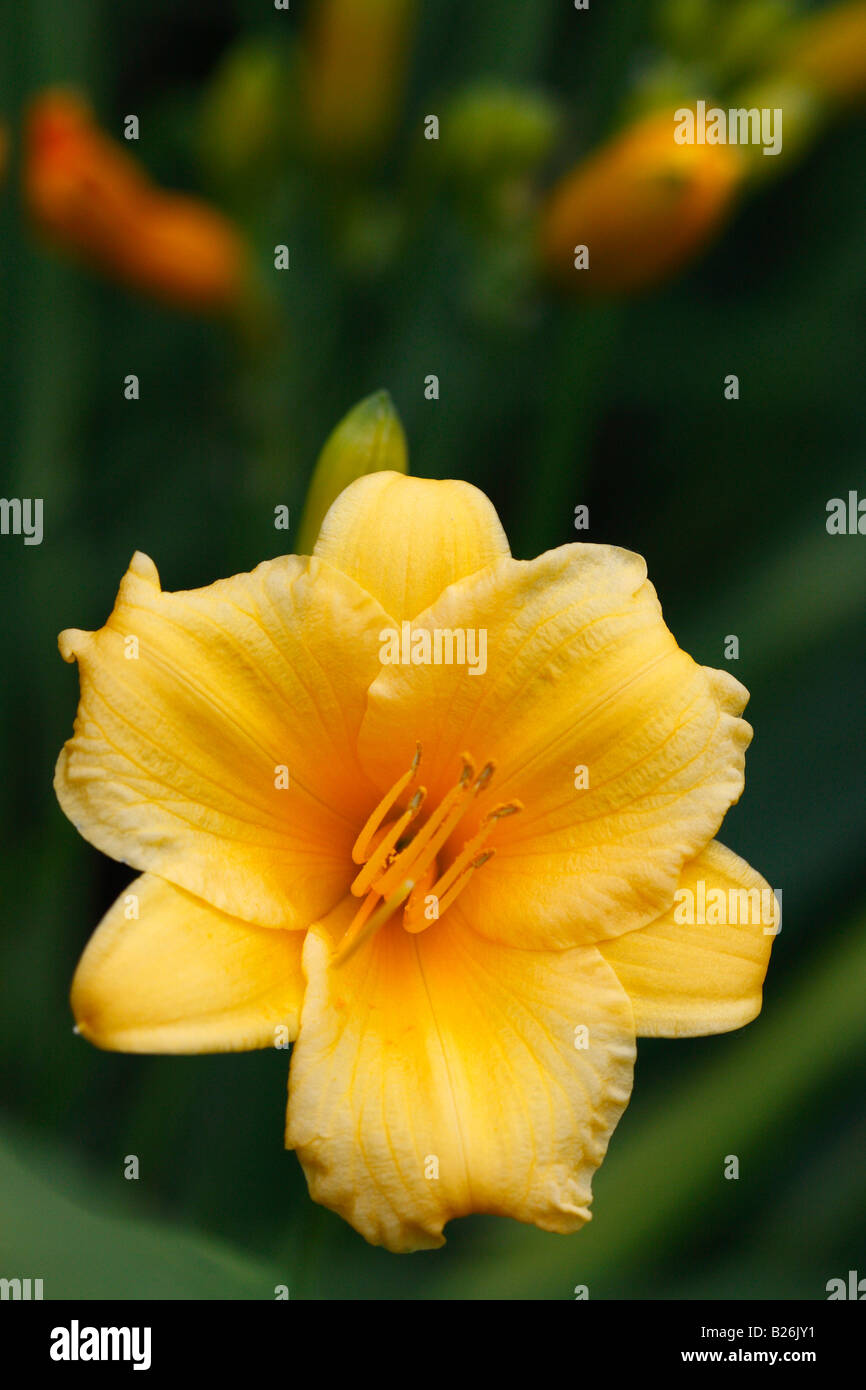 Stella flower hi-res stock photography and images - Alamy