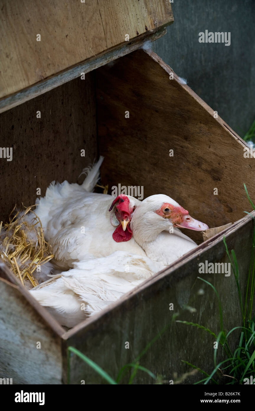 Muscovy Duck and White Leghorn Hen Sharing Same Nest Box Stock Photo ...