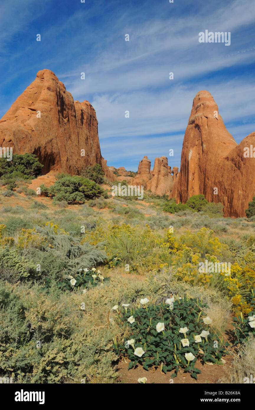 Blue devil weed hi-res stock photography and images - Alamy