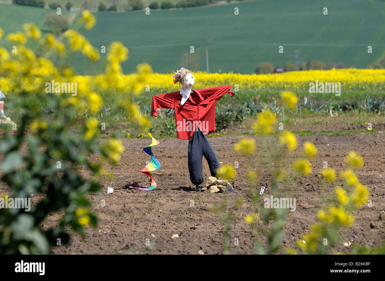 Scarecrow in farmers field Stock Photo - Alamy
