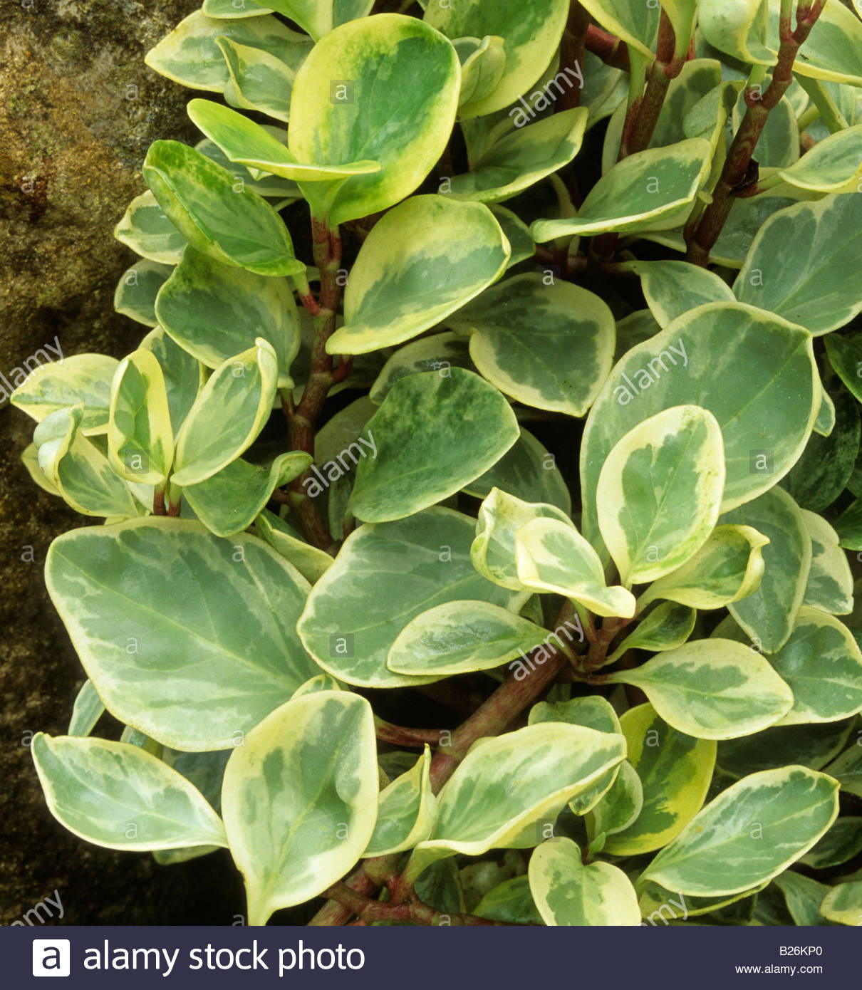 Obtusifolia Stock Photos & Obtusifolia Stock Images - Alamy