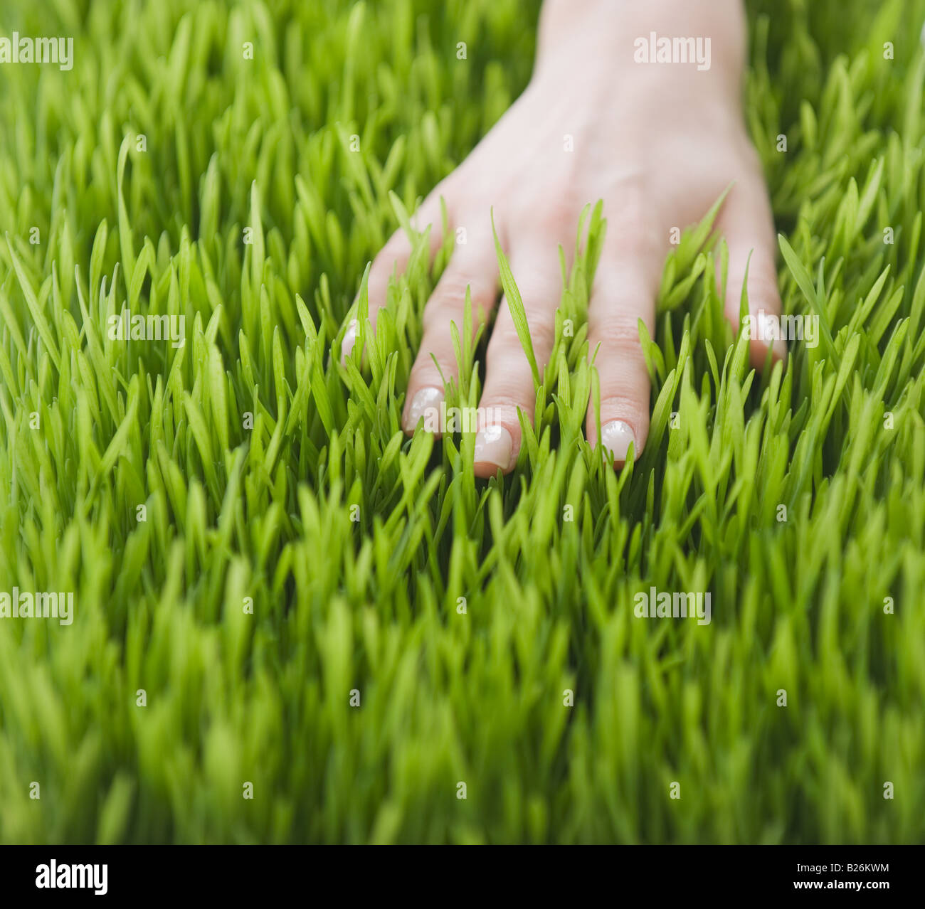 Woman’s hand in grass Stock Photo - Alamy