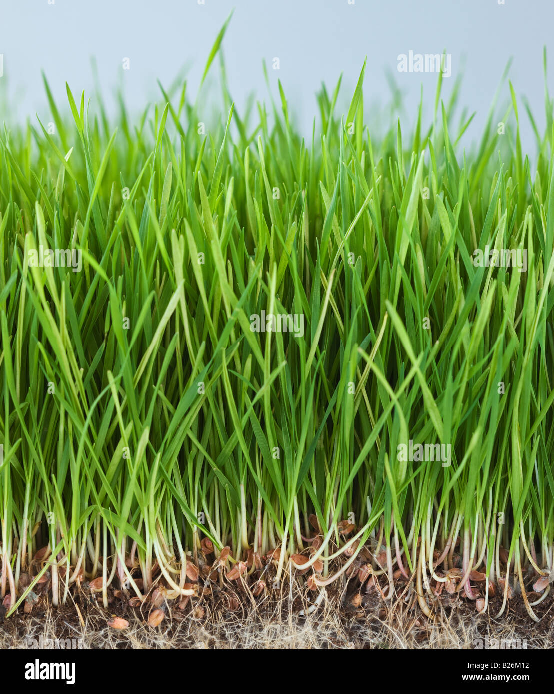Side view grass with roots hi-res stock photography and images - Alamy