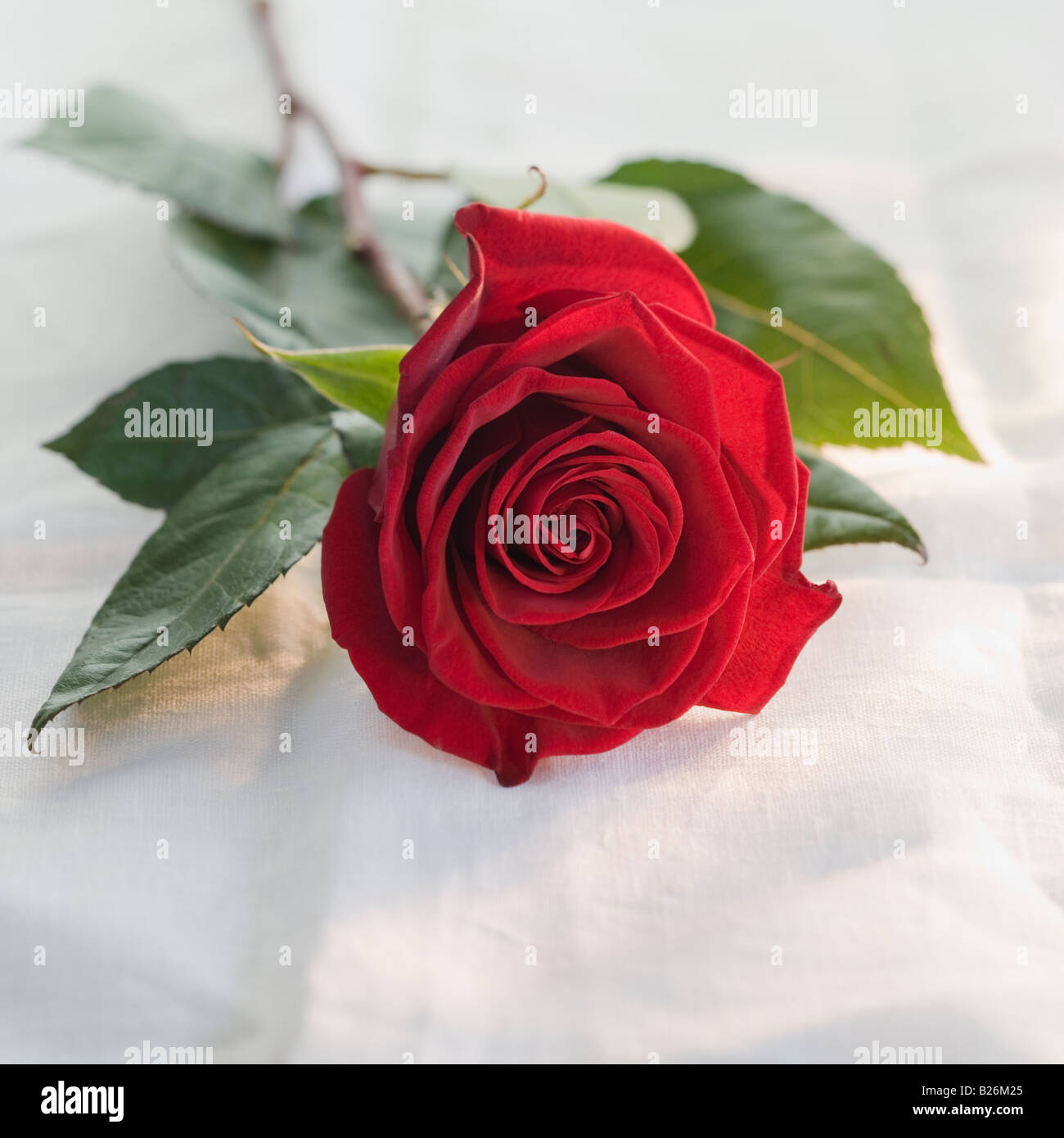 Close up rose hi-res stock photography and images - Alamy