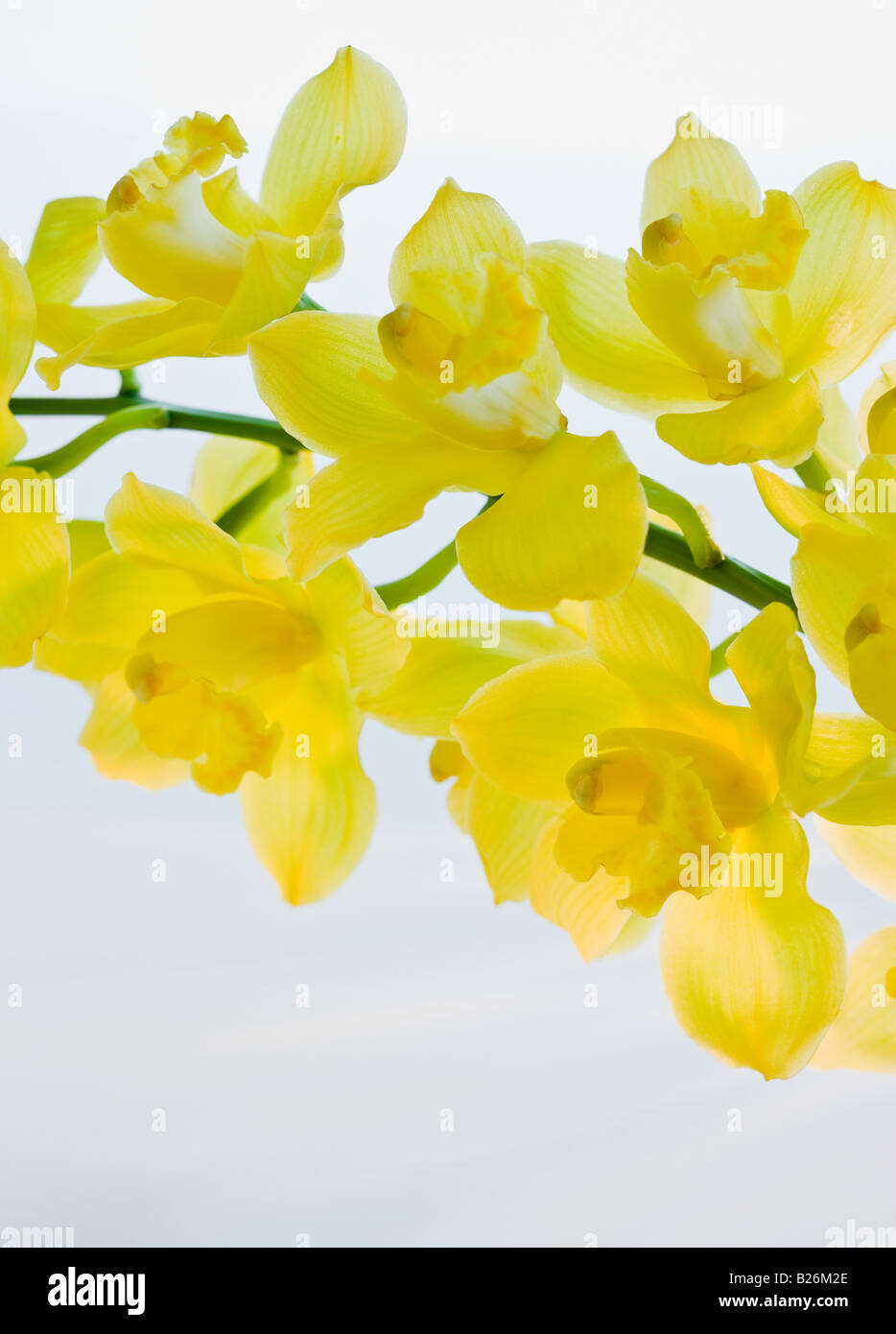 Freesia cut out hi-res stock photography and images - Alamy