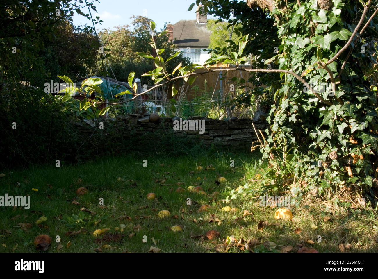 Fallen Fruit Lie Rotting in Grass Around the Base of the Apple Tree ...