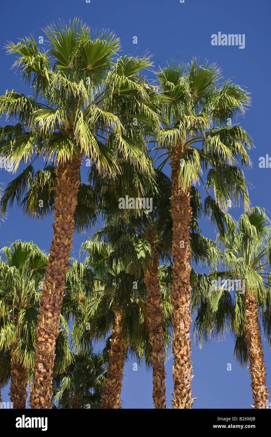 Group of towering palm trees hi-res stock photography and images - Alamy