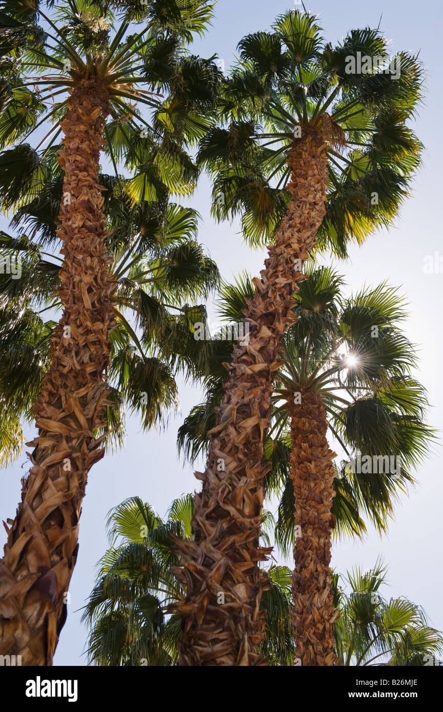 Low angle view of palm trees Stock Photo - Alamy