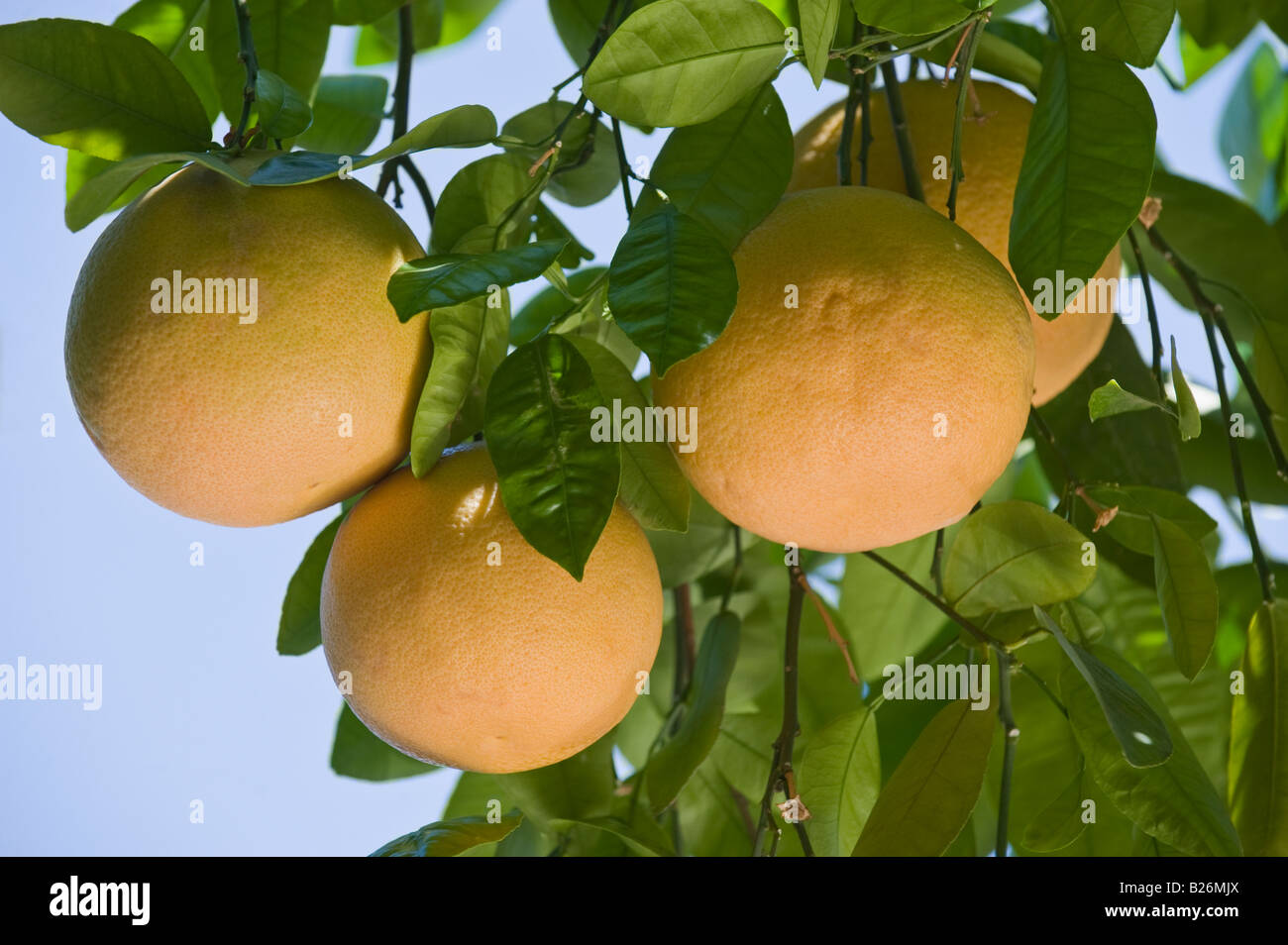 Grapefruit tree hi-res stock photography and images - Alamy