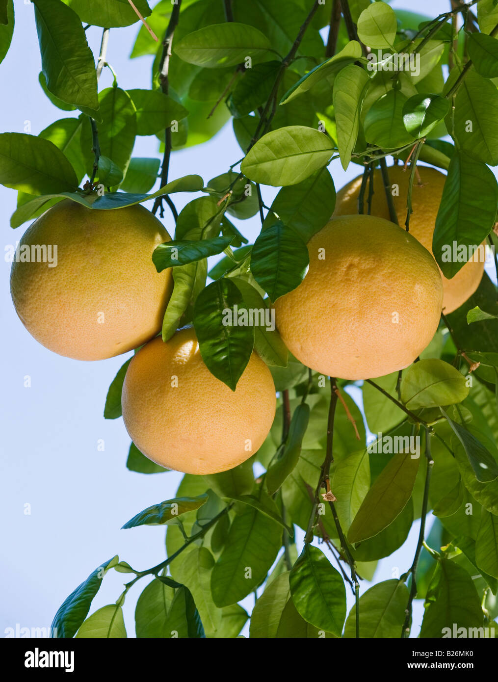 Close up of grapefruit on tree Stock Photo - Alamy