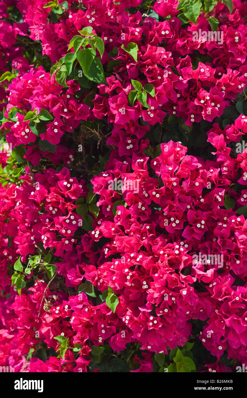 Close up of bougainvillea flowers Stock Photo - Alamy