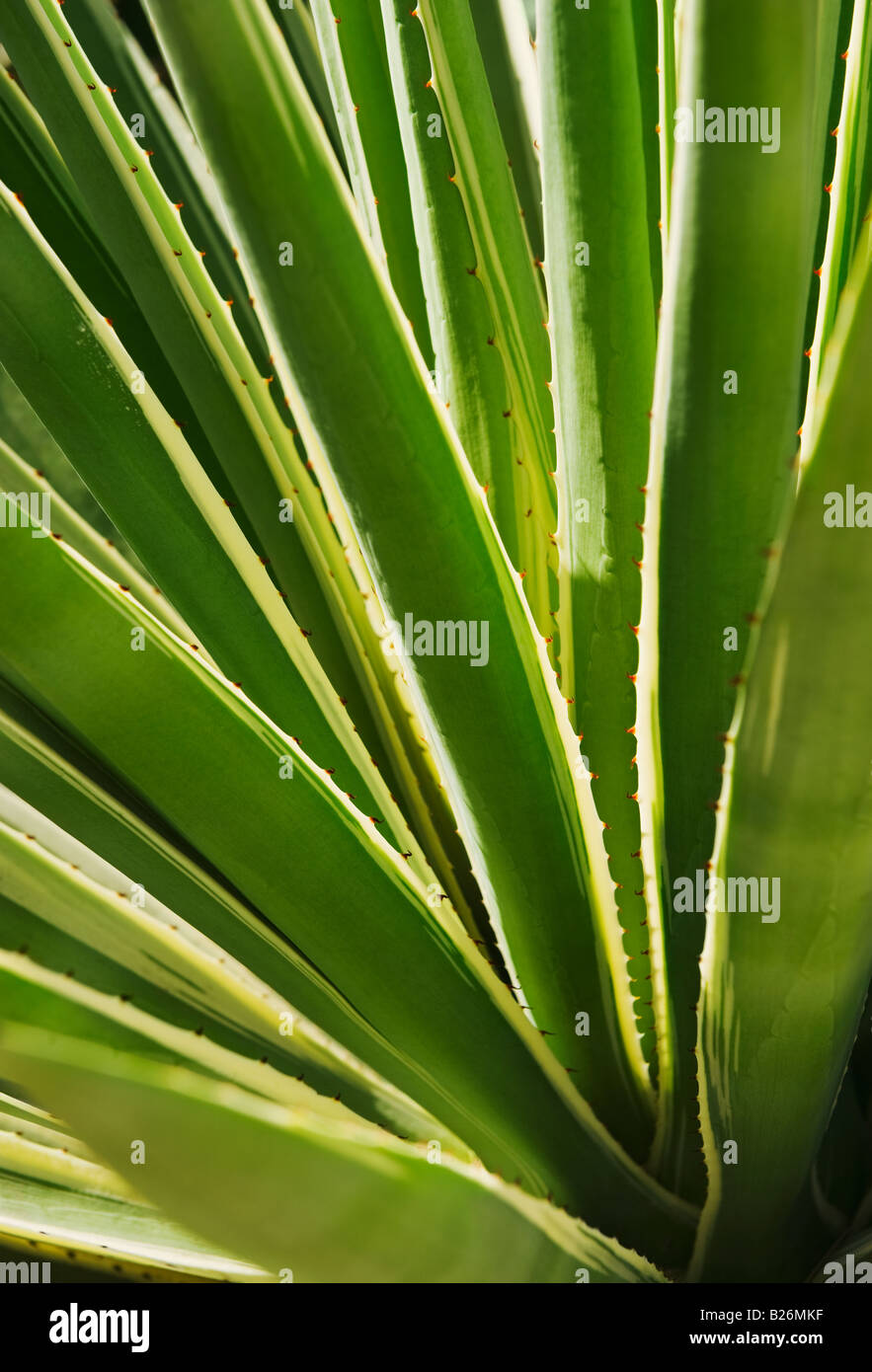 Agave cactus hi-res stock photography and images - Alamy
