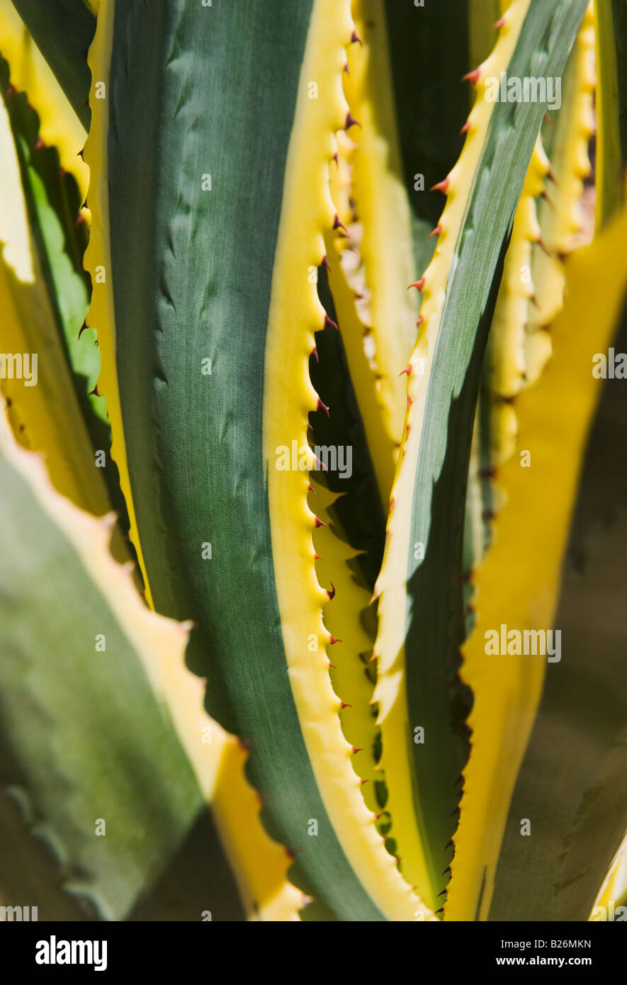 Close up of agave cactus plant Stock Photo - Alamy
