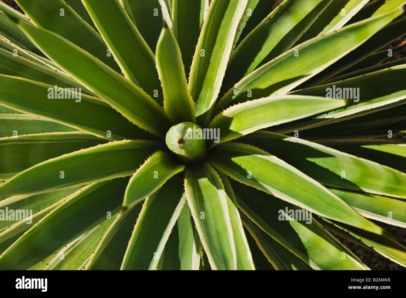 Cactus horizontal color colour hi-res stock photography and images - Alamy