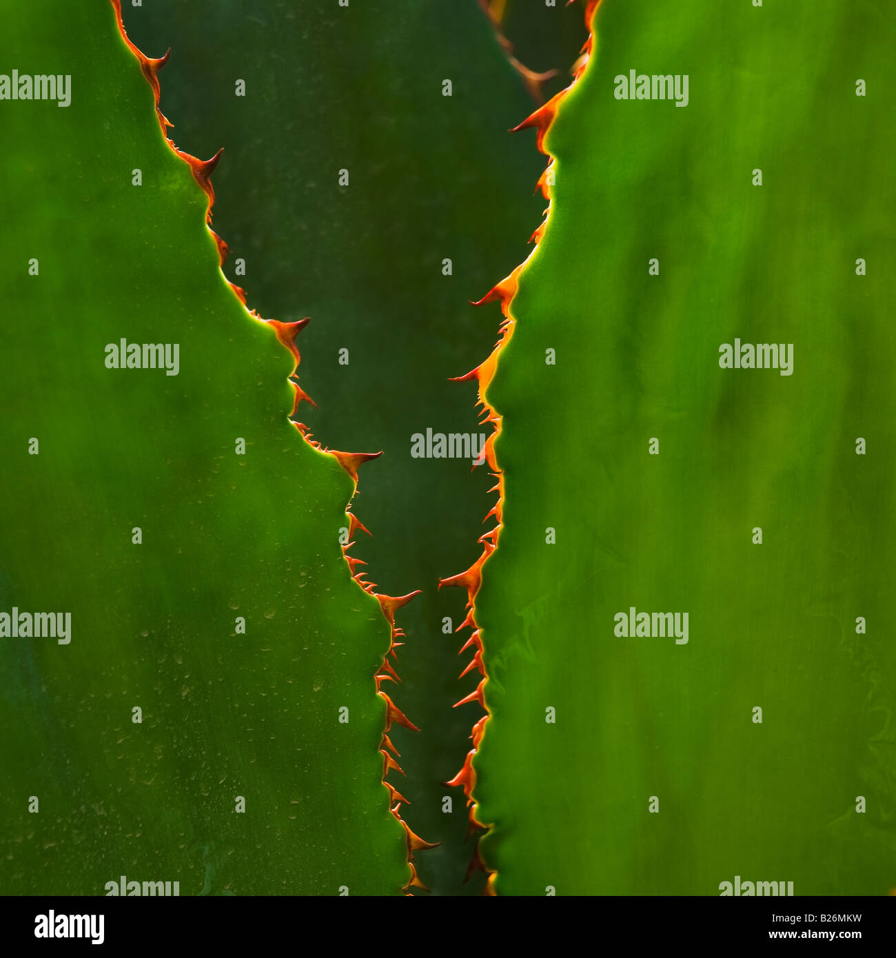 Close up of agave cactus plant Stock Photo - Alamy