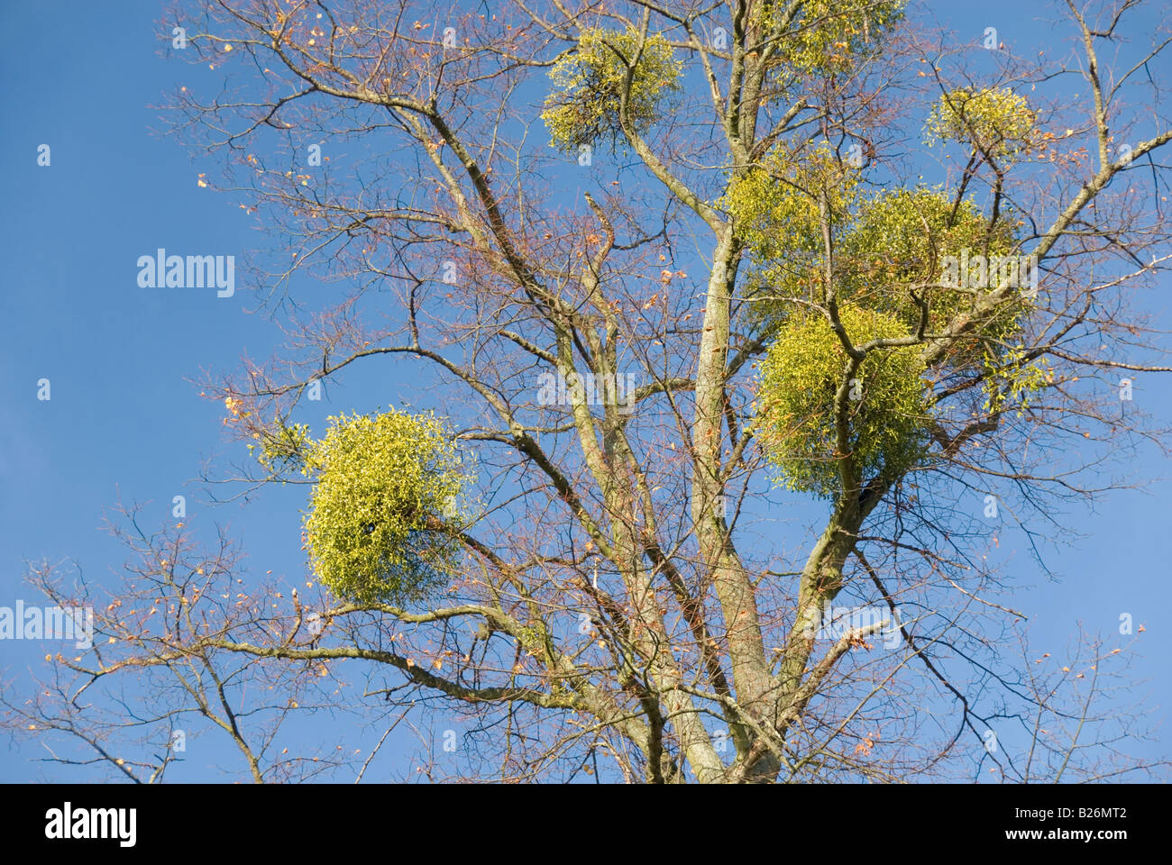 Great Balls of Green Mistletoe Growing in the topmost Branches of a ...