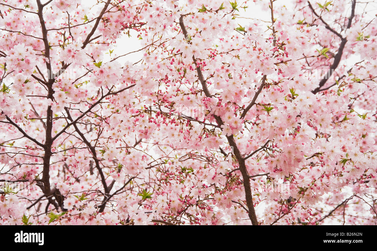 Beginning spring branches blooming hi-res stock photography and images ...
