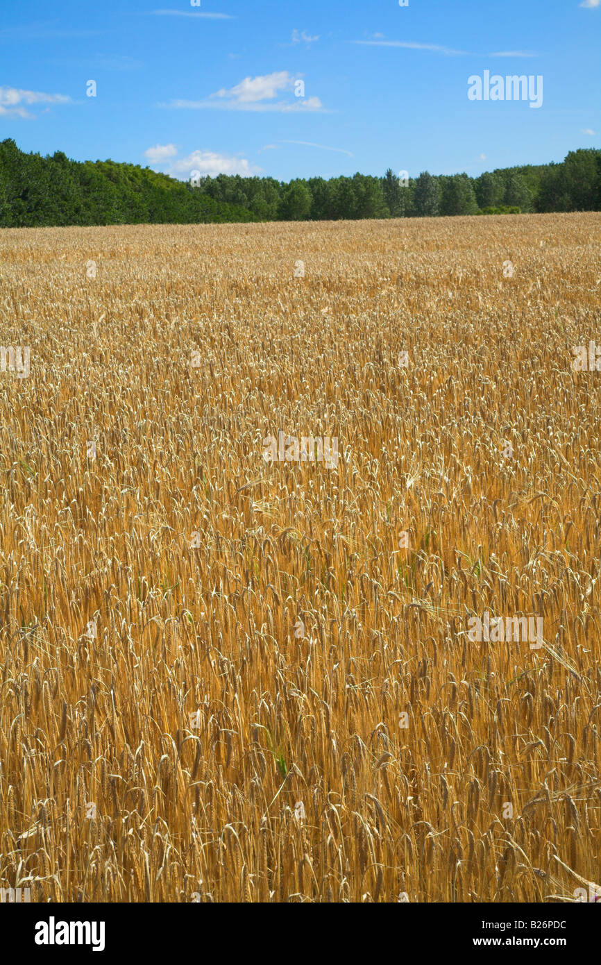 Golden barley heavy with grain in field before harvest Stock Photo - Alamy