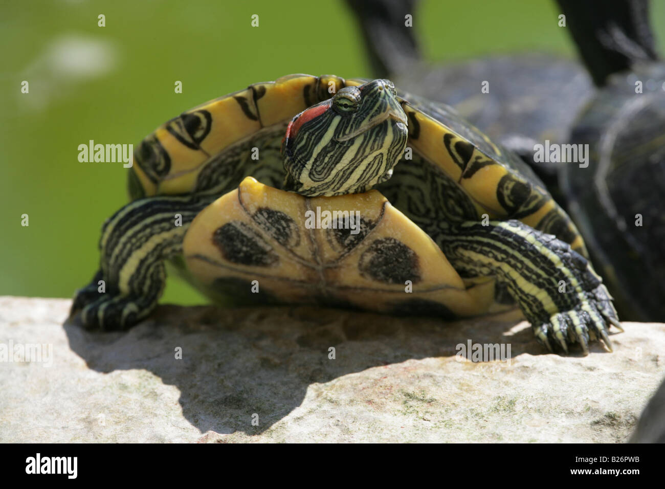 Water Turtle San Anton Palace Gardens Malta Stock Photo - Alamy