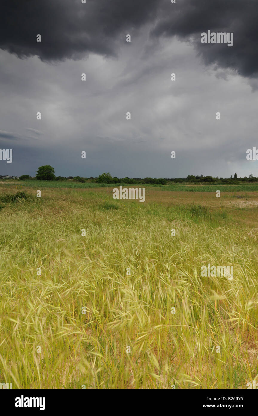 Wind swept tree landscape hi-res stock photography and images - Alamy