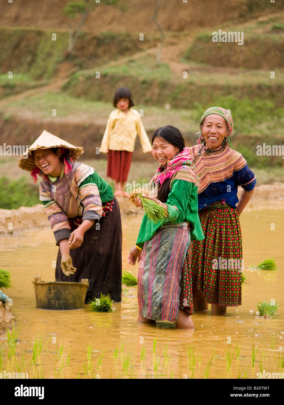 Hmong women planting rice at Bac Ha Vietnam Stock Photo - Alamy