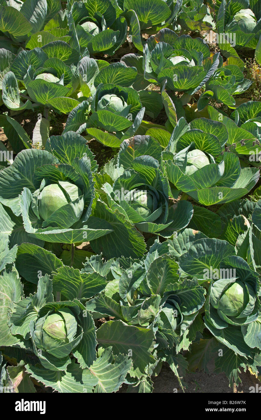 Cabbages growing in field close up Stock Photo - Alamy