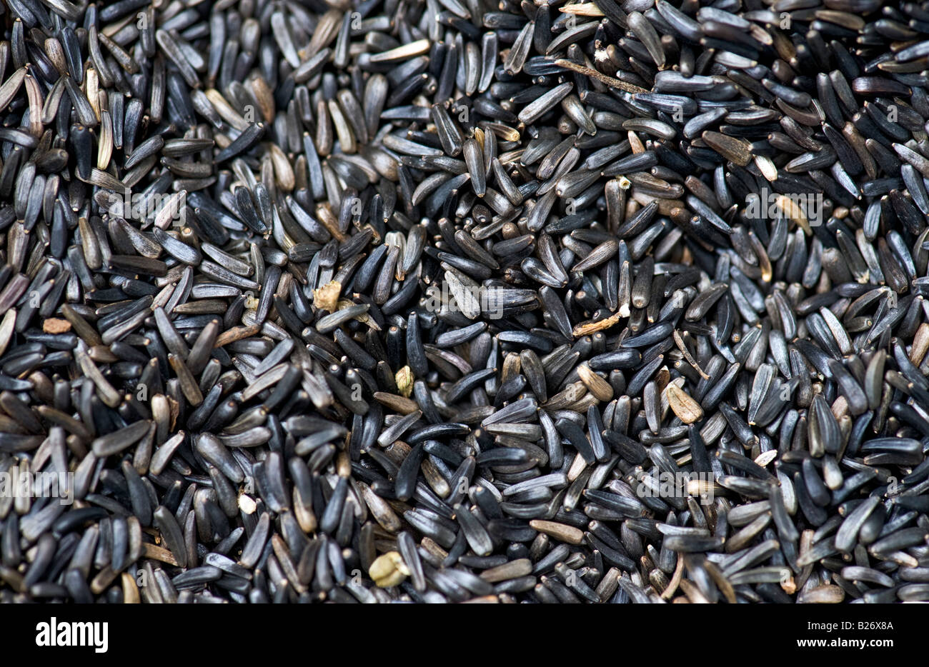 Close-up of Niger Seed Stock Photo - Alamy