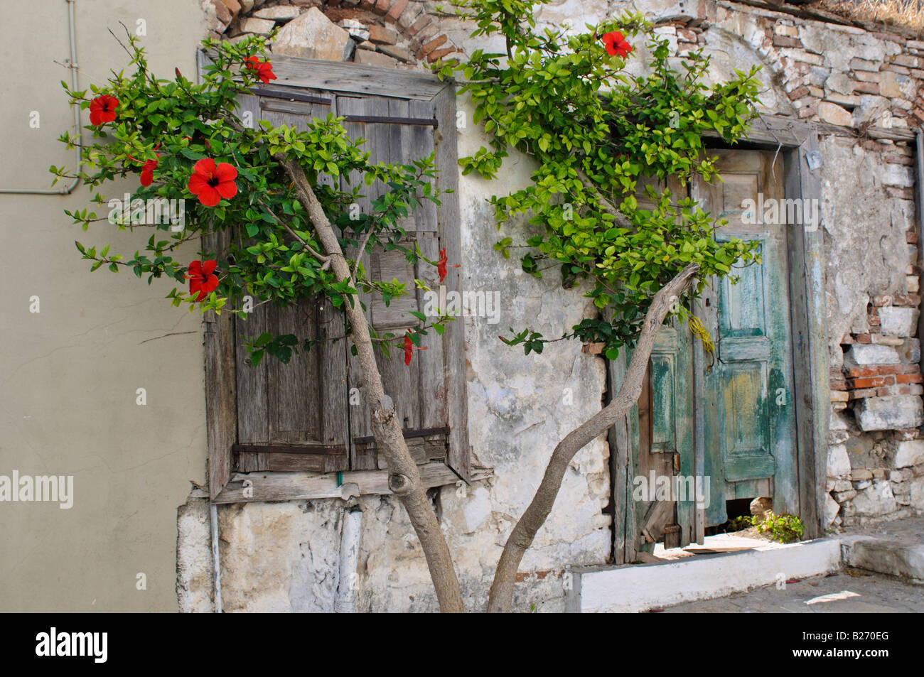 Hibiscus tree Pythagorio Samos Greece Stock Photo - Alamy