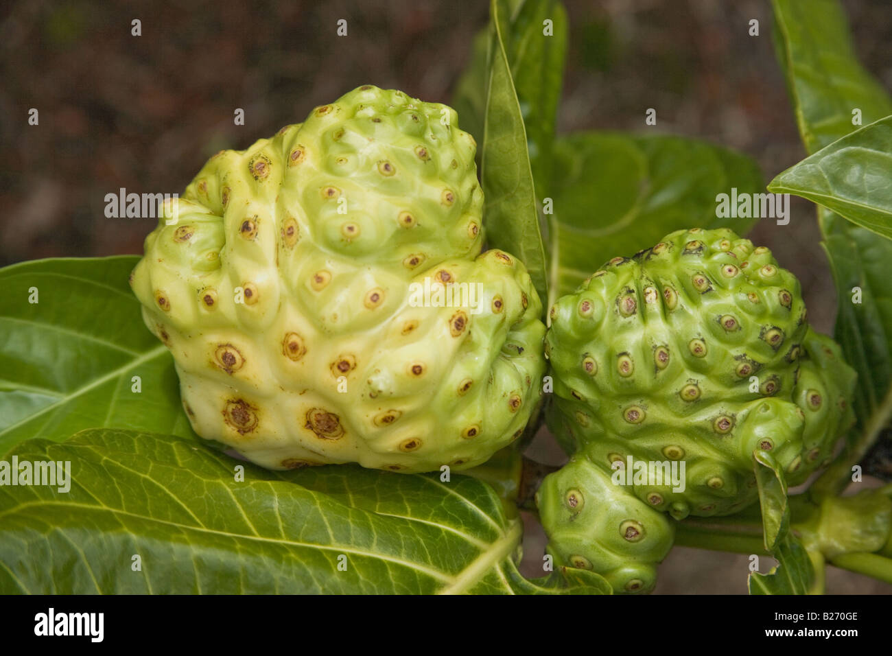Noni tree fruit growing hi-res stock photography and images - Alamy