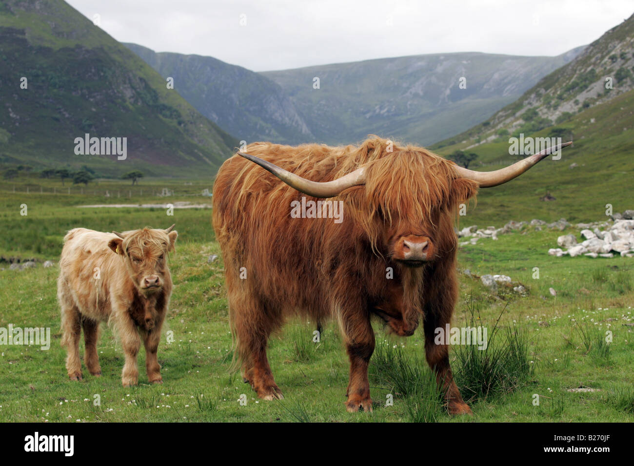 Mountain Cattle