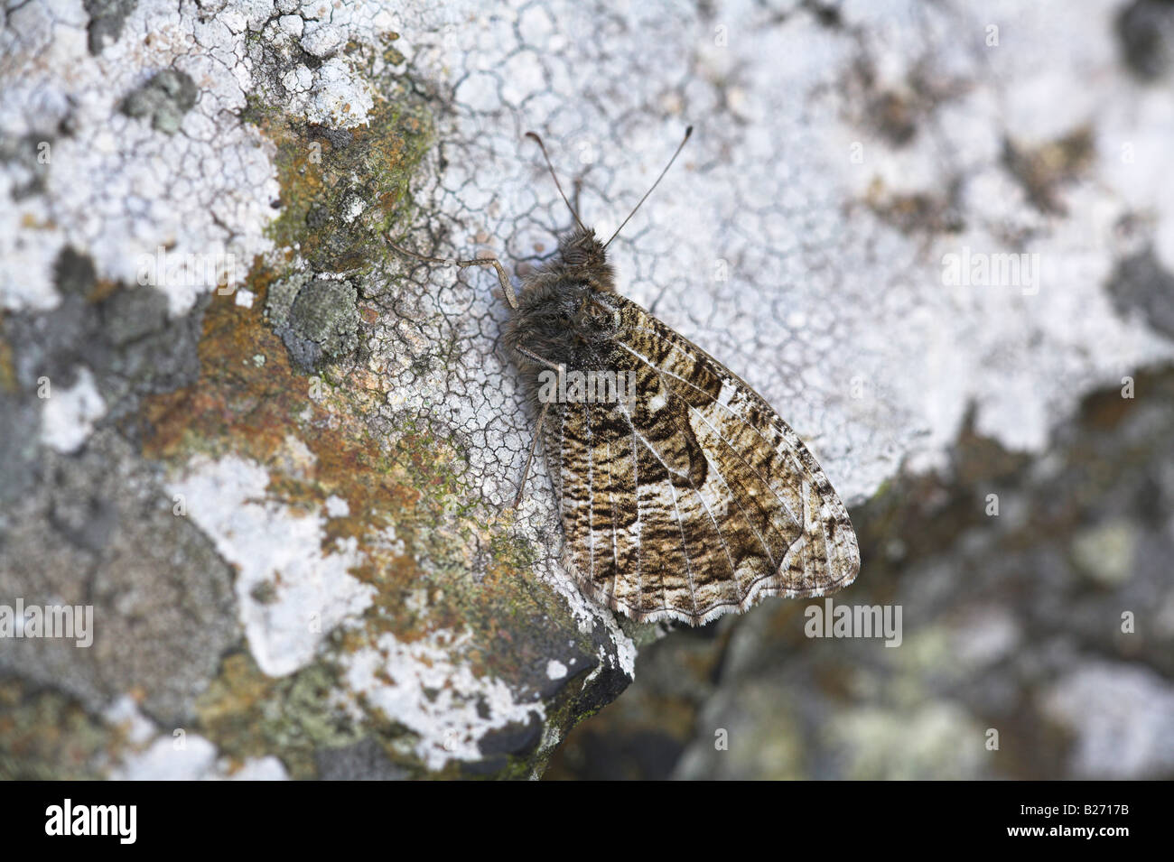 Rock grayling hipparchia semele hi-res stock photography and images - Alamy