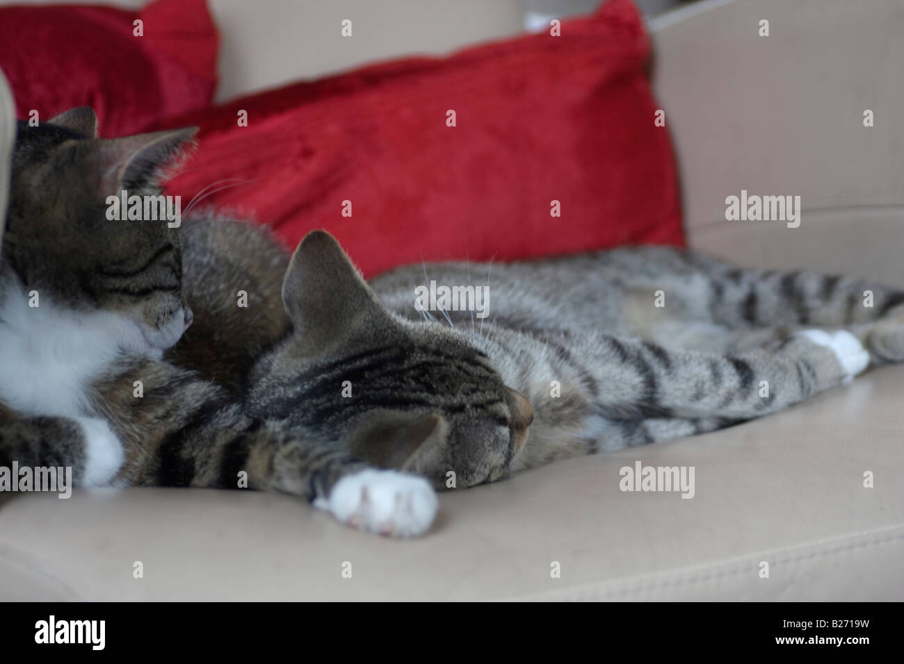 Cats laying together hi-res stock photography and images - Alamy