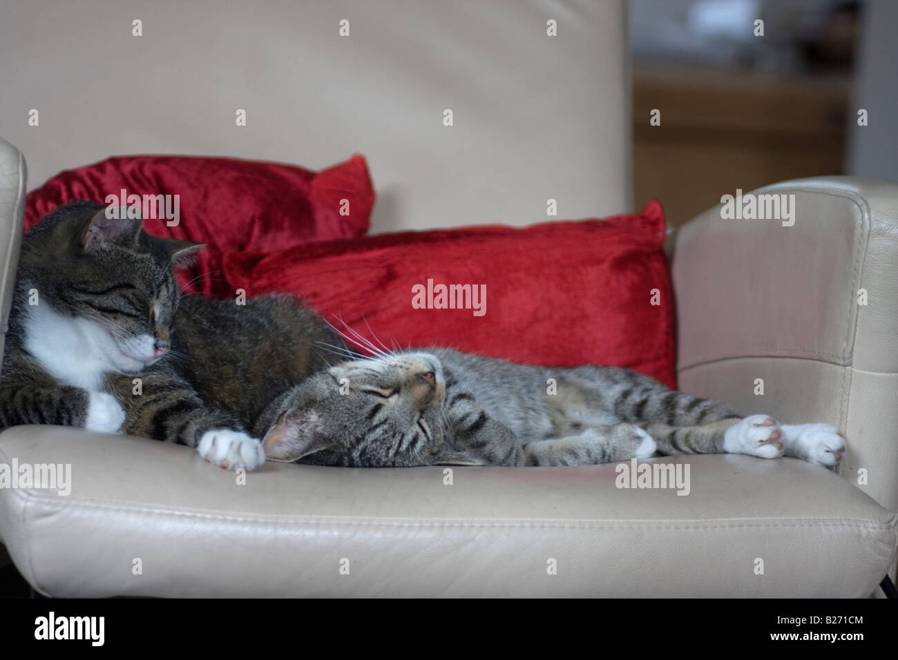 Two tabby cats sleeping together on a chair Stock Photo - Alamy