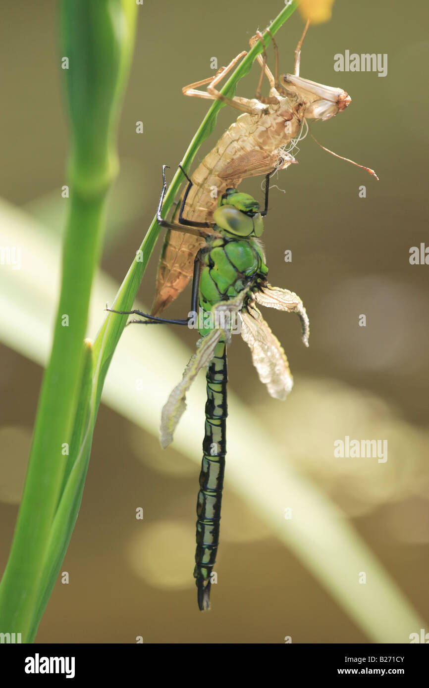 Adult Hawker Dragonfly emerging from nymph case Stock Photo - Alamy