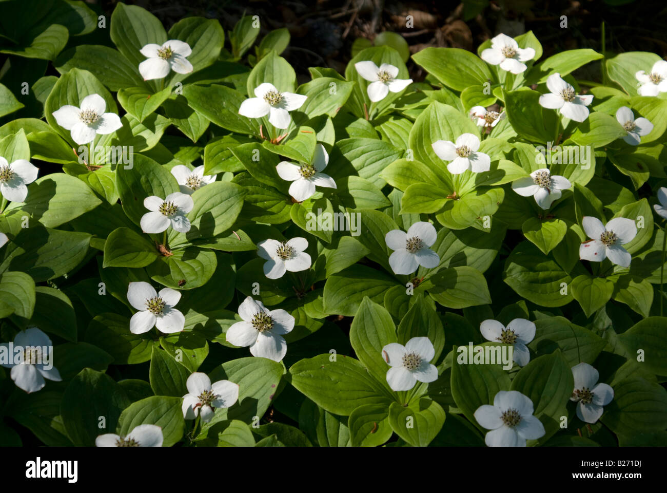 wildflowers bunchberries Fundy National Park New Brunswick Stock Photo ...