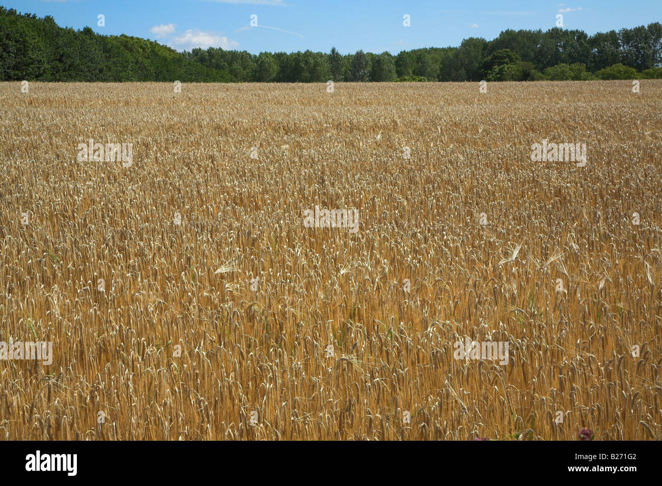 Golden barley in field hevay with grain before harvest Stock Photo - Alamy