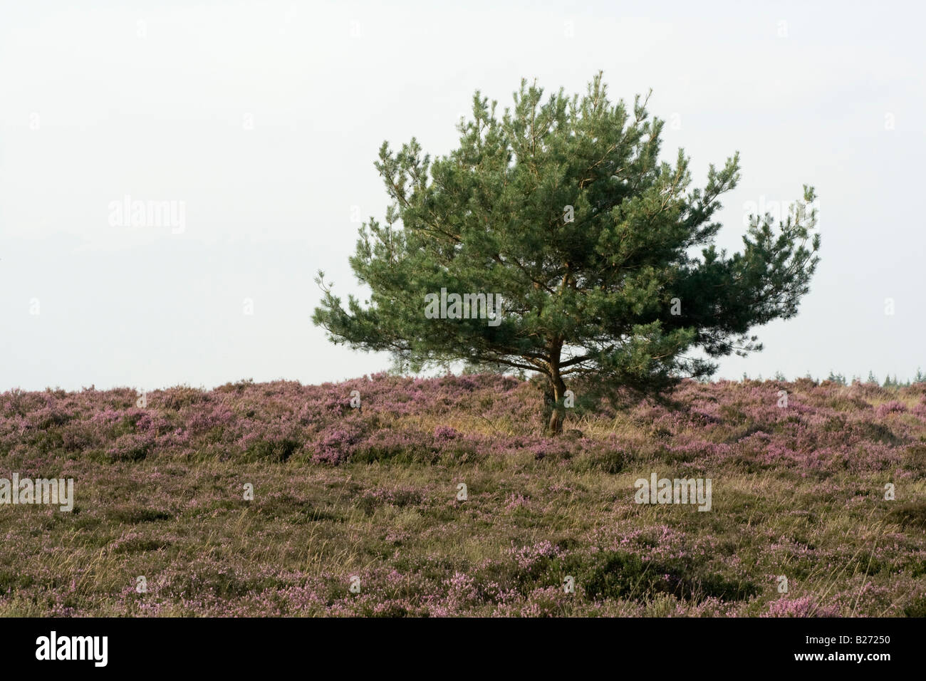 Solitary pine trees on flowering heather field Ginkelse hei Ede the ...