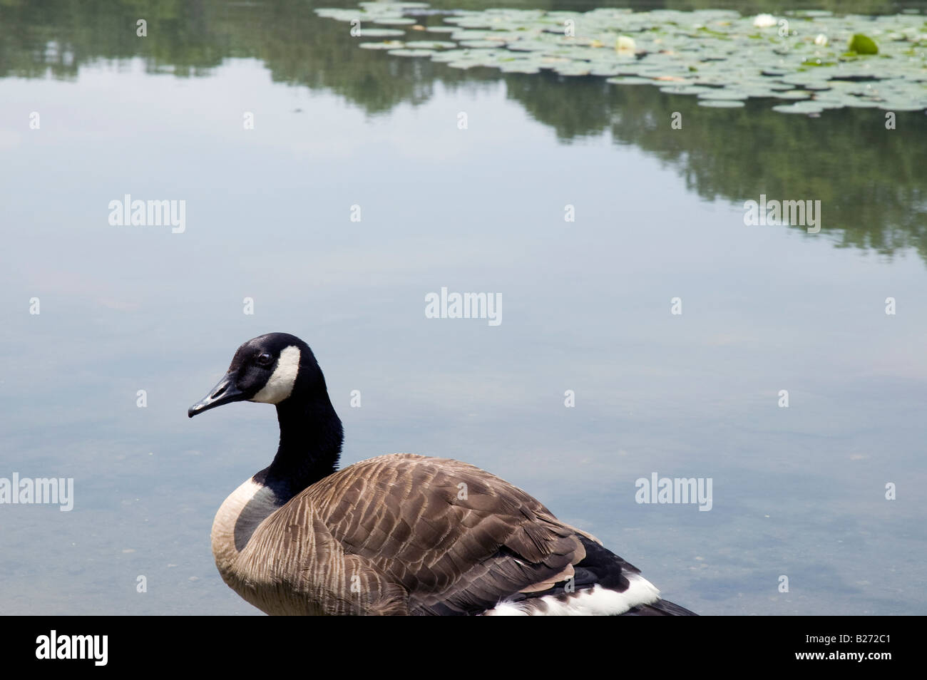 Summertime goose hi-res stock photography and images - Alamy