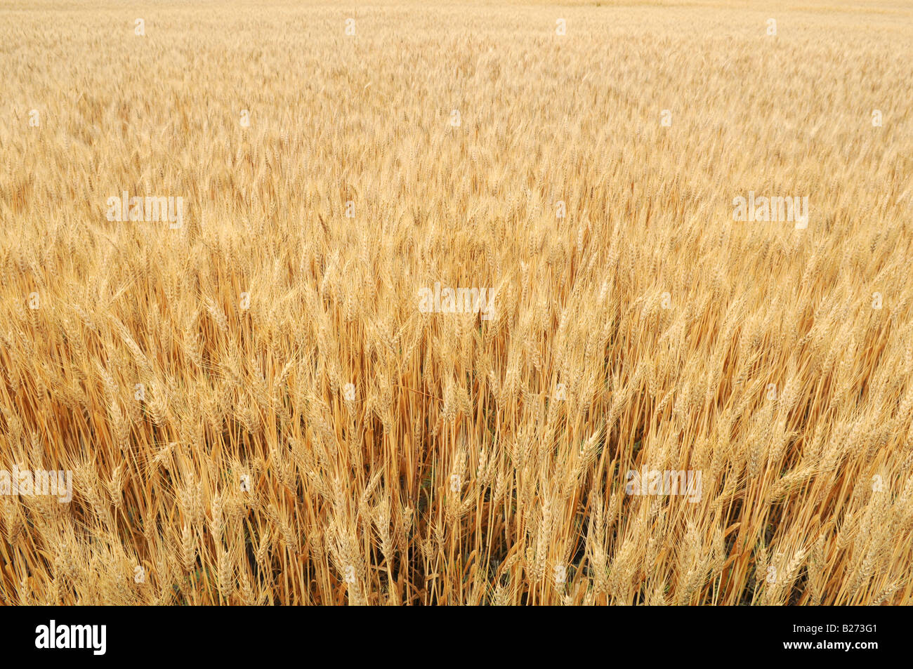 Wheat field in a farm Stock Photo - Alamy