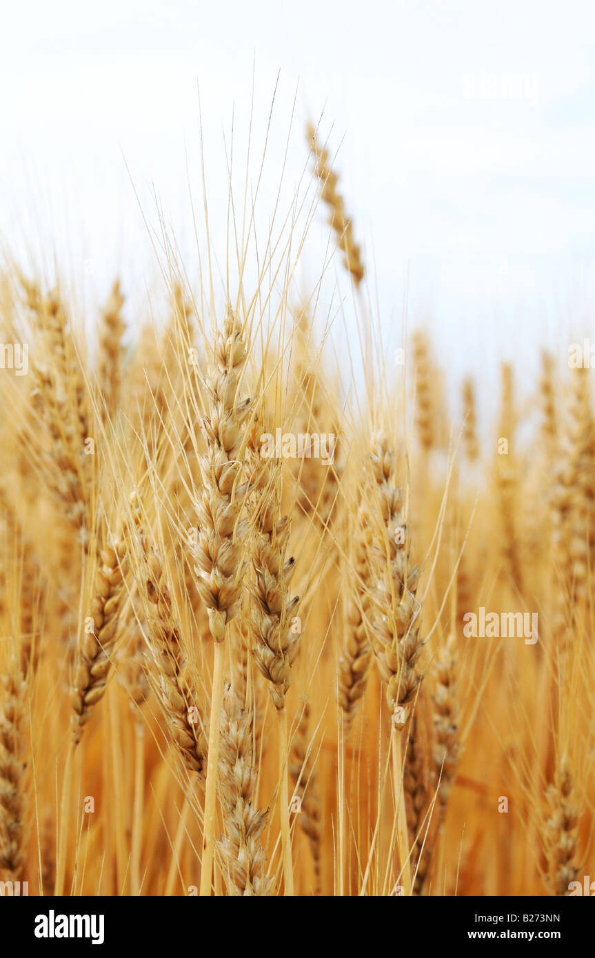 Farming detail hi-res stock photography and images - Alamy