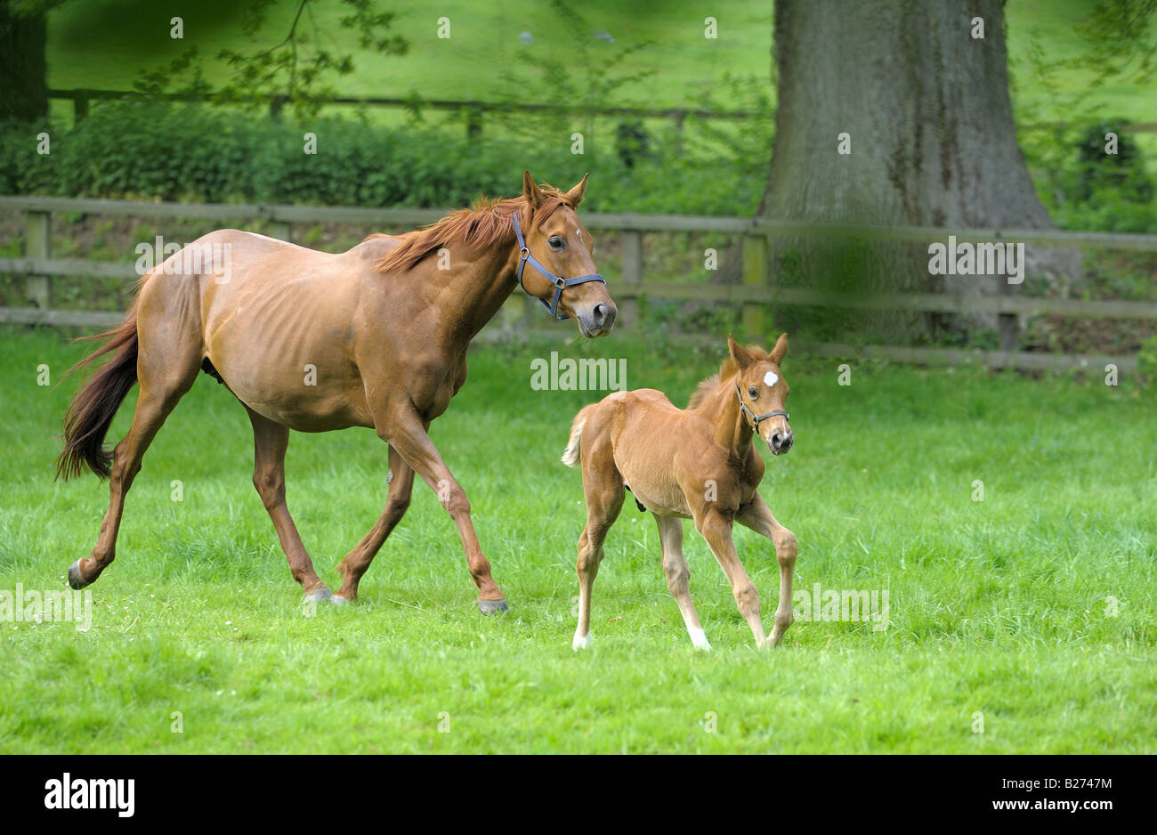 Foal running hi-res stock photography and images - Alamy