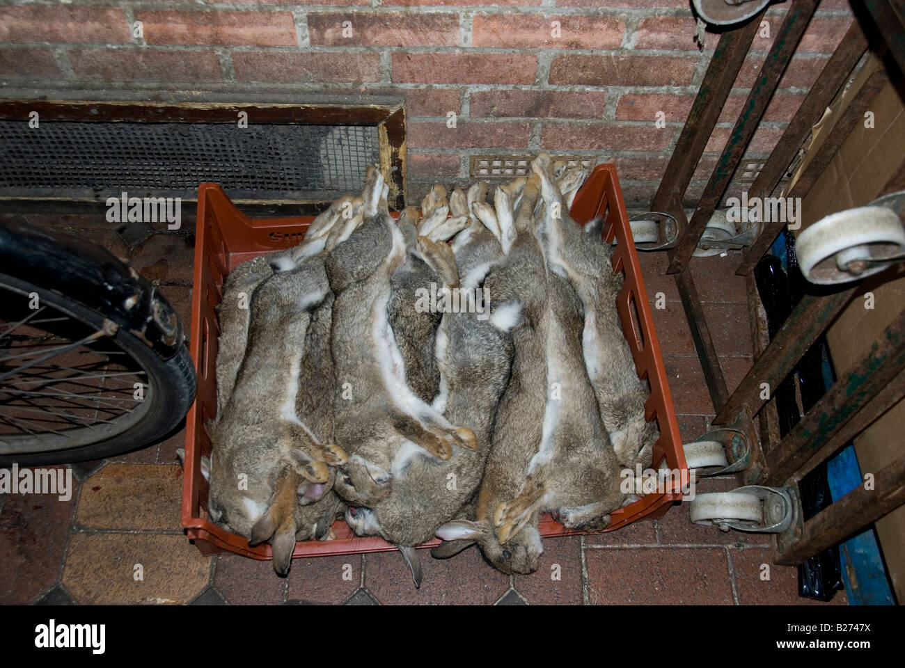 Looking Down at a Crate of Dead Rabbits Outside Butcher Shop, Oxford ...