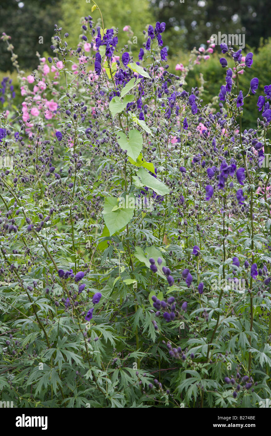 Convulvulus hi-res stock photography and images - Alamy