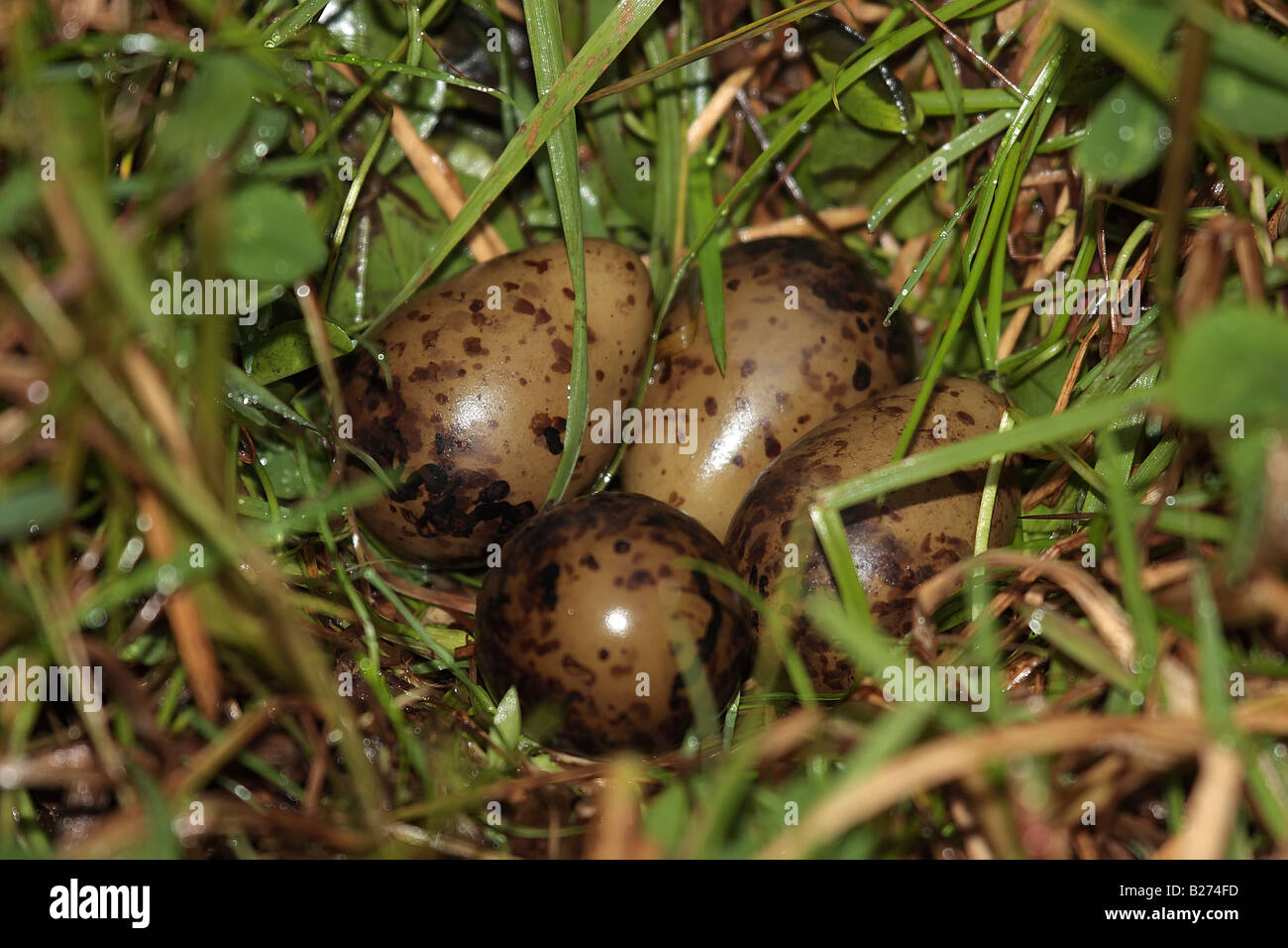 Nest and Eggs of Common Snipe Stock Photo - Alamy