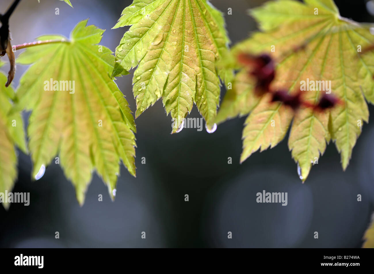 New spring leaves and flowers on a Downy Japanese Maple tree Stock ...