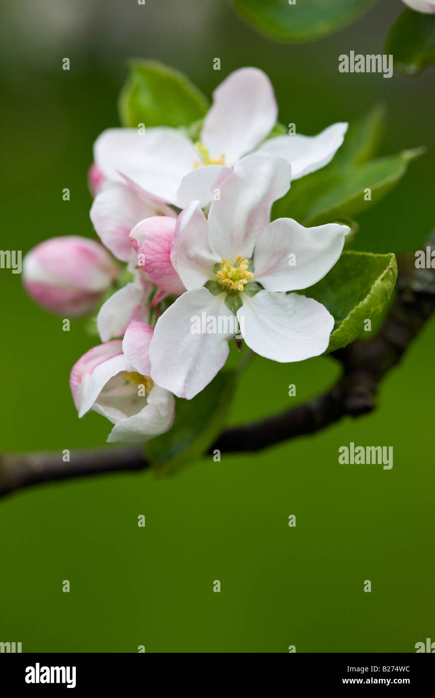 Apple george cave hi-res stock photography and images - Alamy