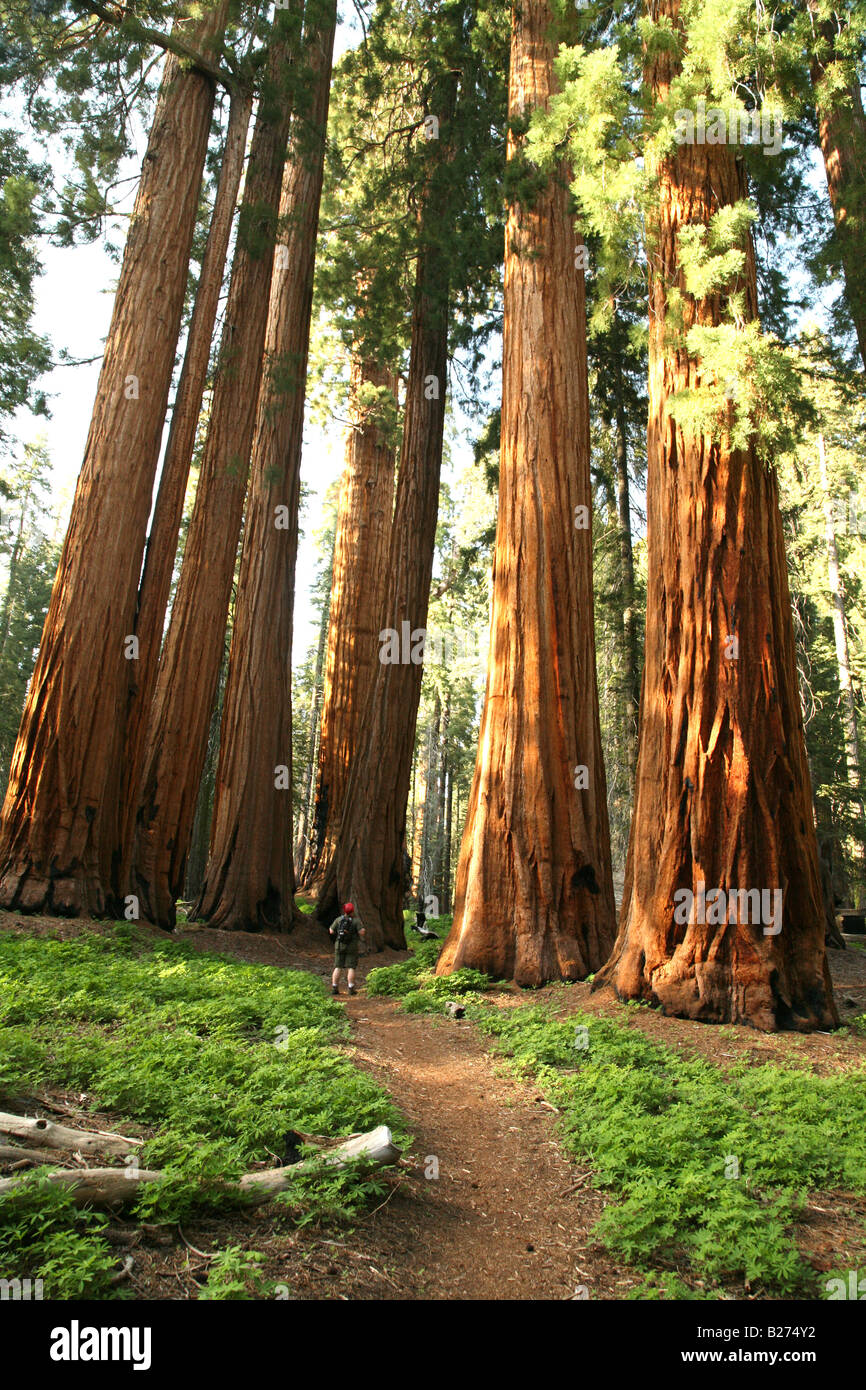 Sequoia National Park – Hiker on a path in the middle of a Redwood ...