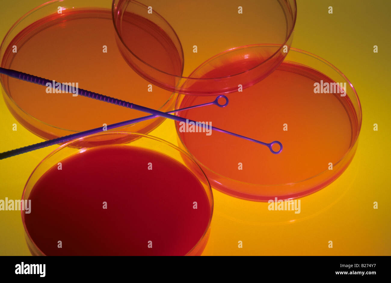 MULTICOLORED CULTURE MEDIA IN PETRI DISHES Stock Photo - Alamy